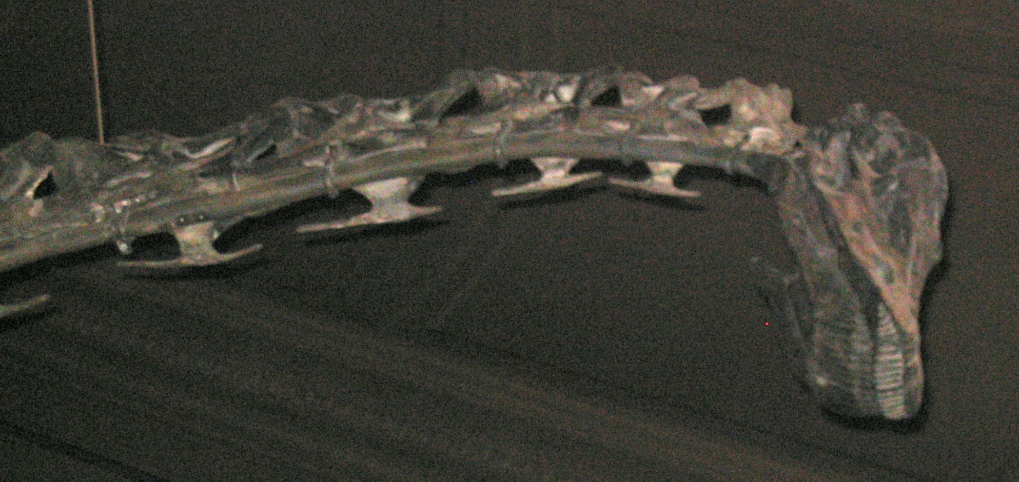 Dinopedia - L'encyclopédie des dinosaures - Fiche dinosaure - Diplodocus