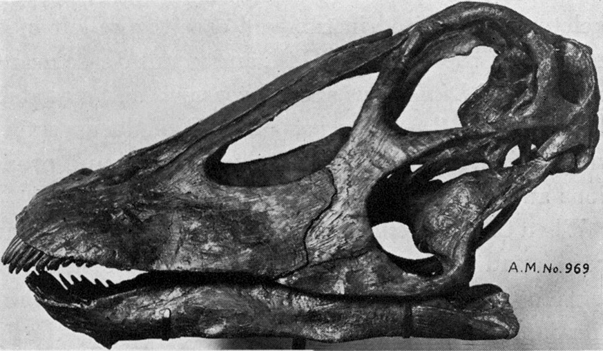 Dinopedia - L'encyclopédie des dinosaures - Fiche dinosaure - Diplodocus